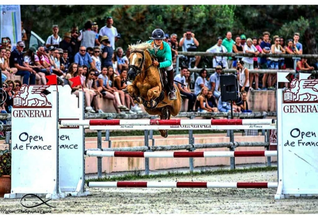 Pallas des Chouans, étalon WB facteur de Pfs | Ecurie de l'Aumoy